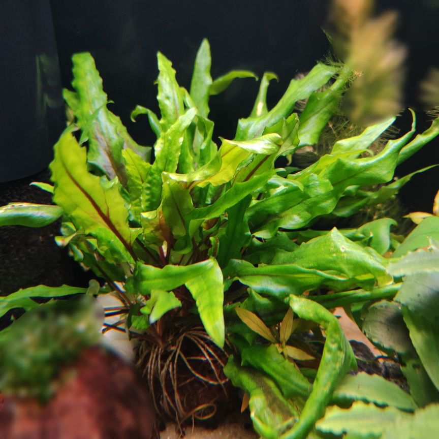 Криптокарина вендта