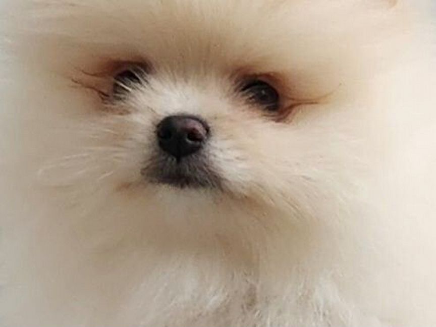 Шпиц мальчик