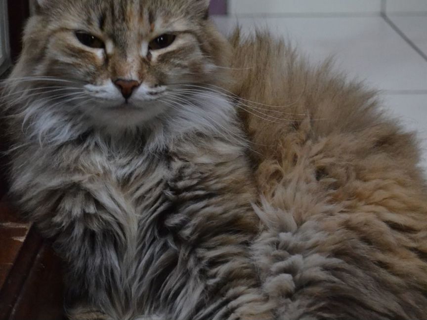 Интеллигентная кошка