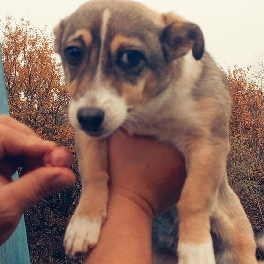 Взрослая собака в добрые руки