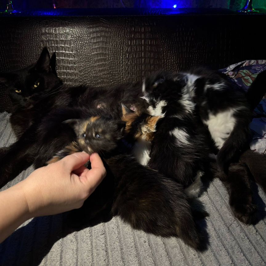 Мейн-кун котёнок