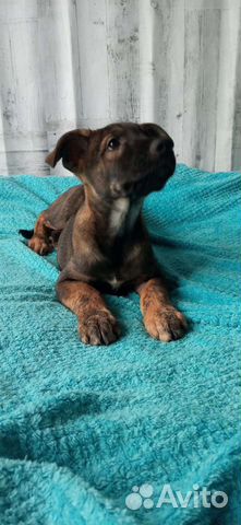 Ксолоитцкуинтли в шерсти