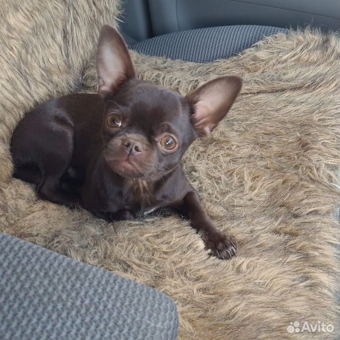 Идеальный щенок чихуа мальчик