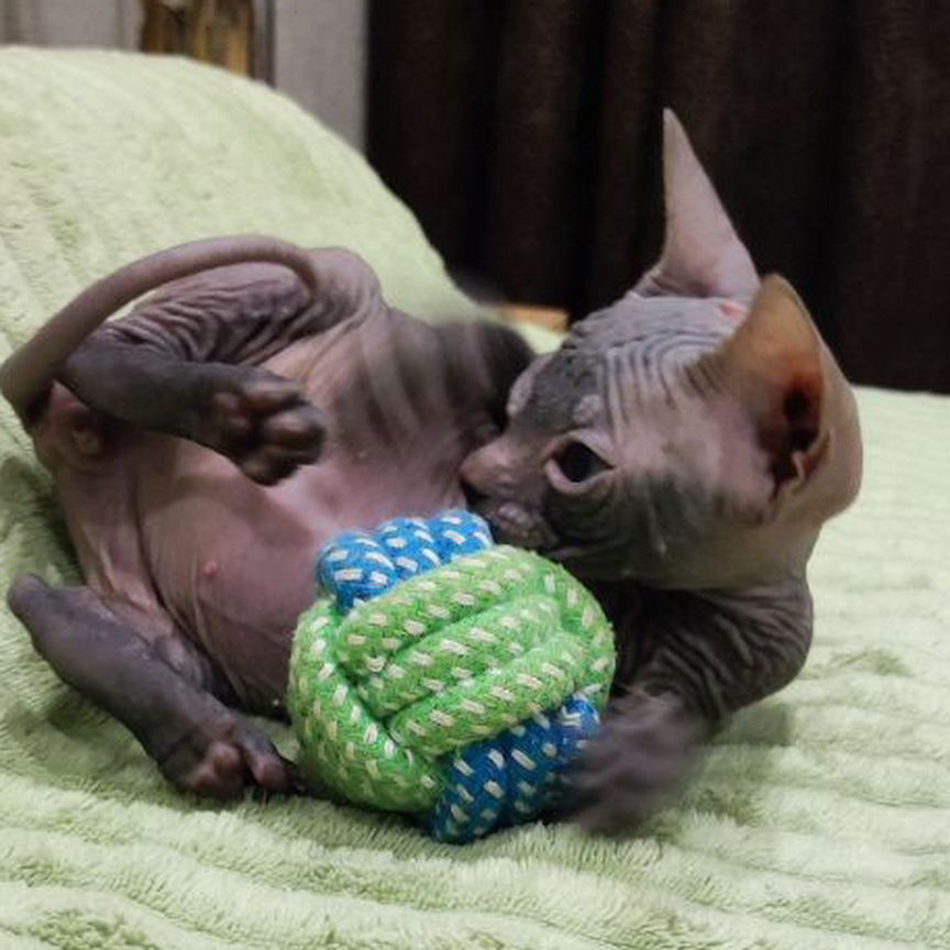 Донской сфинкс котёнок