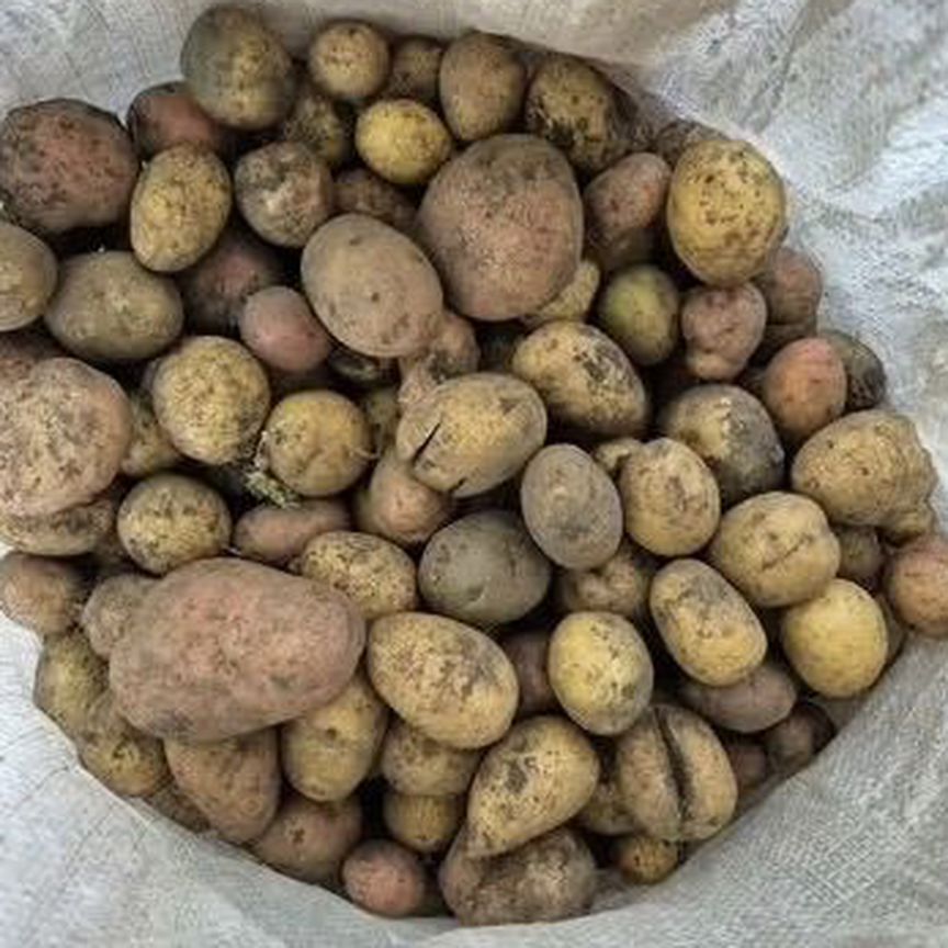 Картофель на корм скату