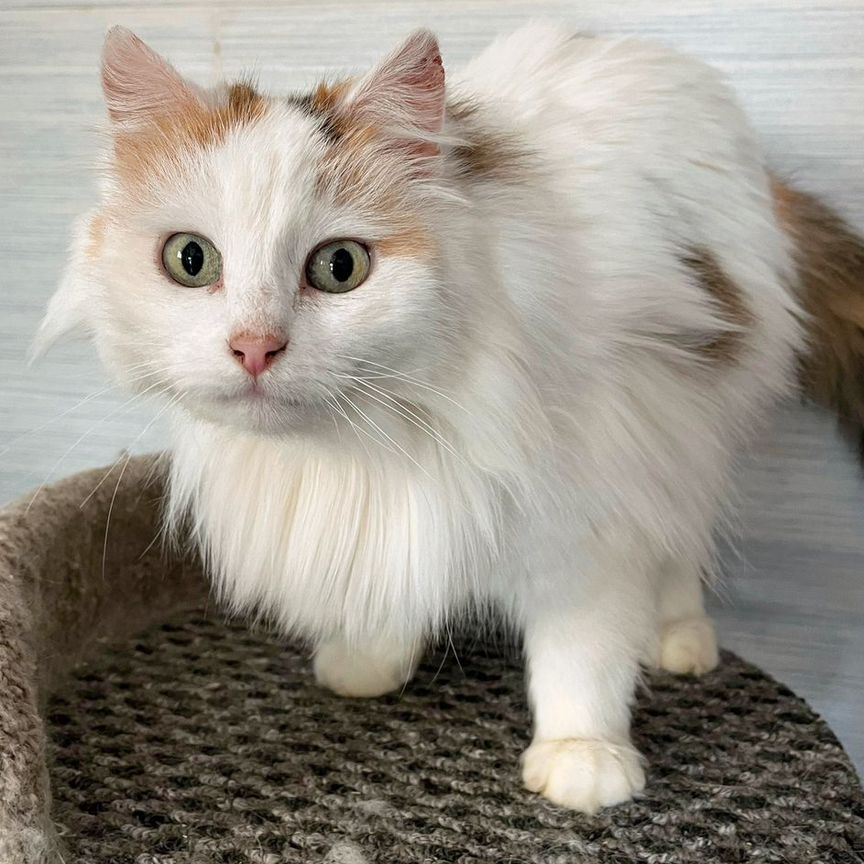 Котенок привитая пушишечка