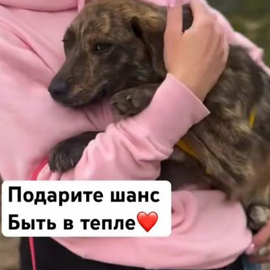 Взрослая собака в добрые руки