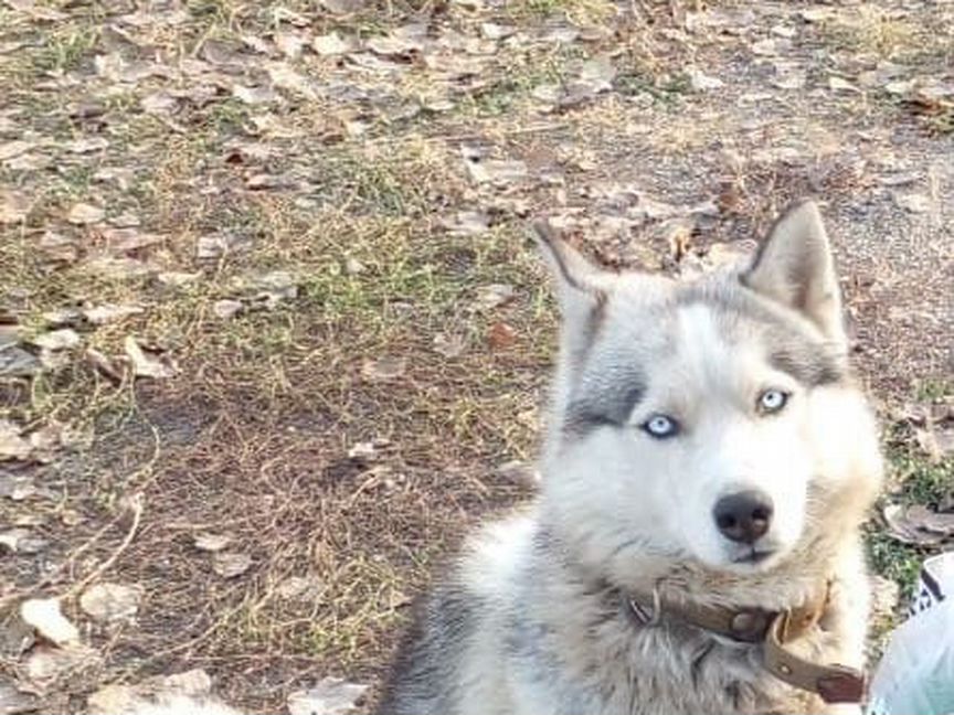 Сибирский хаски