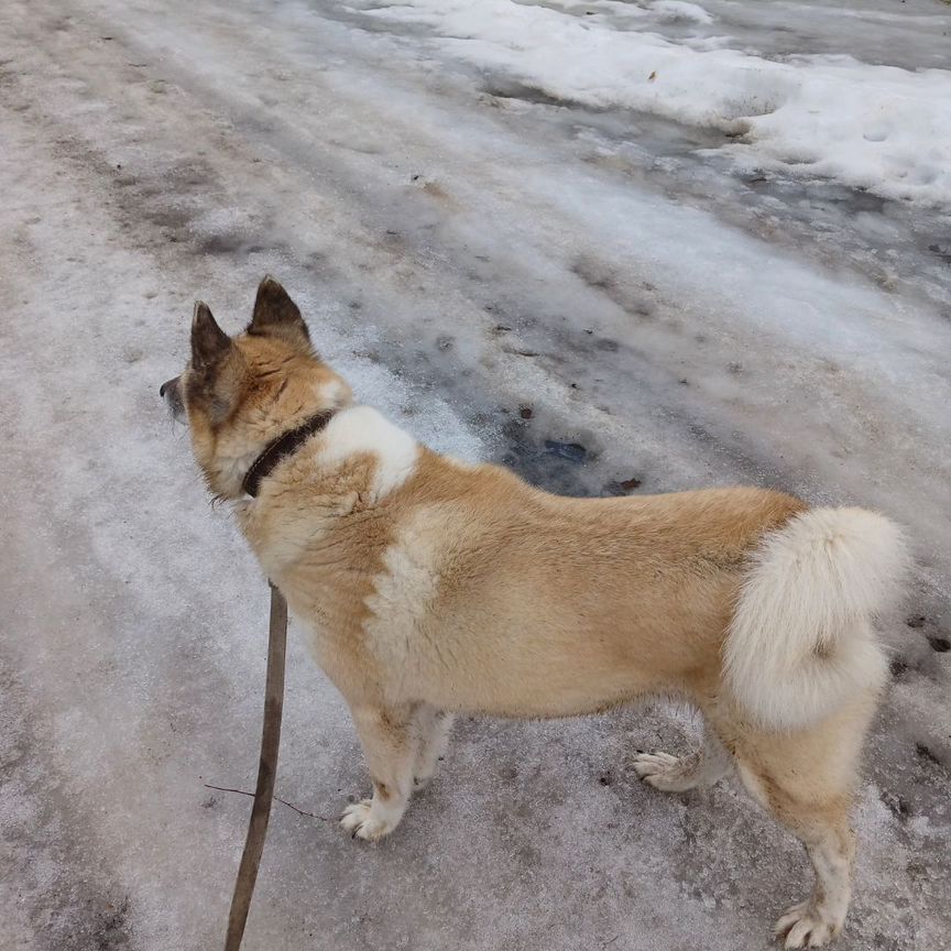 Собаки бесплатно Лайка