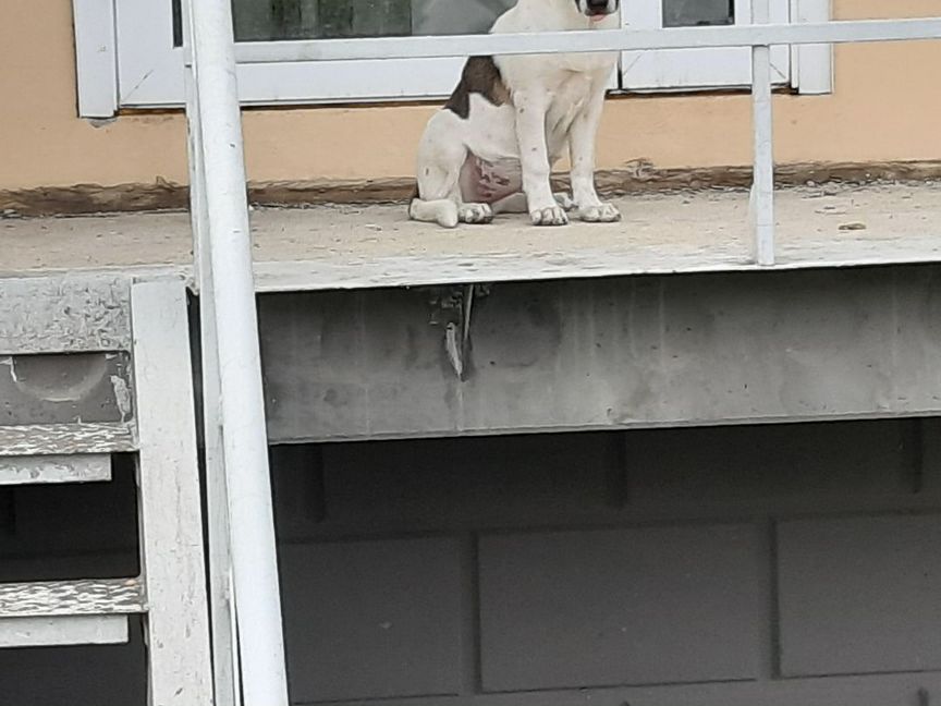 Собаки бесплатно в добрые руки щенки