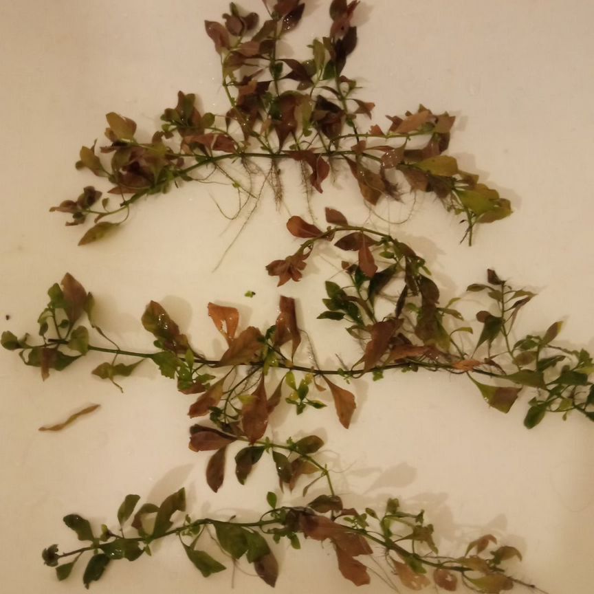 Аквариумные растения Людвигия Кабомба