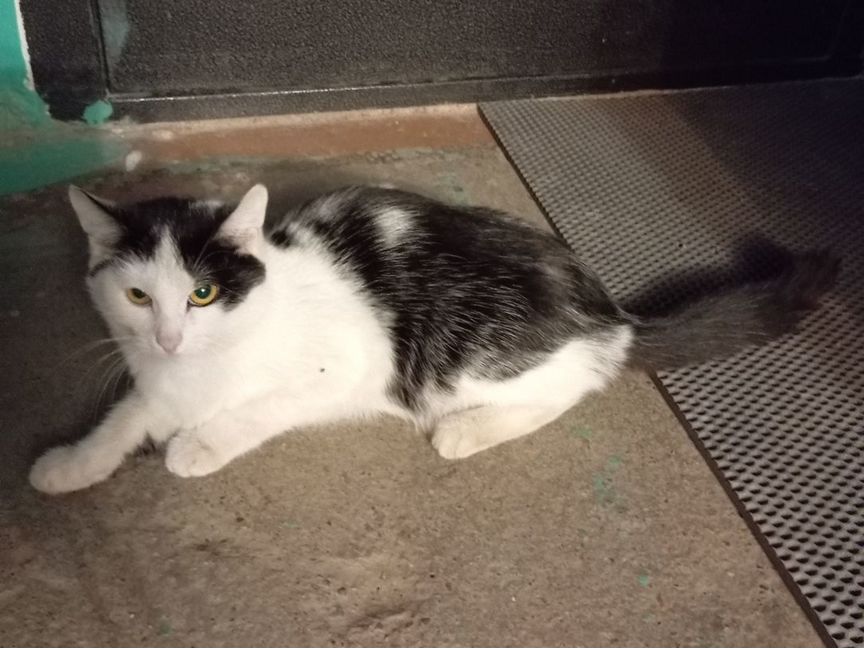 Кошку хочу пристроить