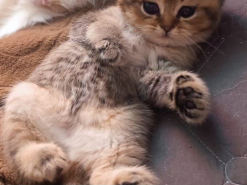 Котята золотая шиншилла