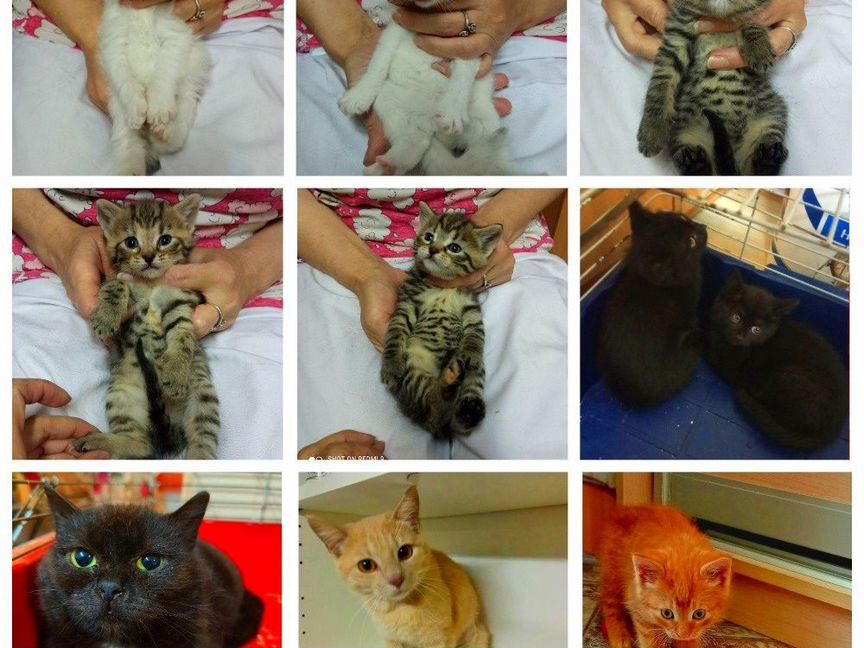 Завал подкинутых котят в клинике