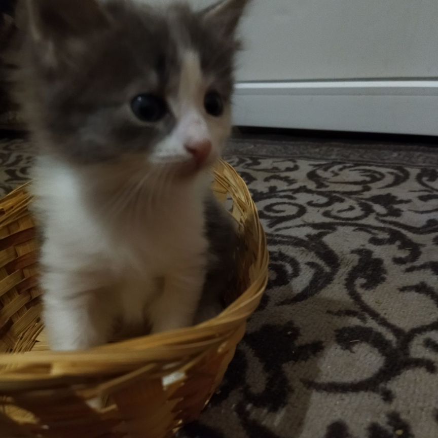 Котёнок из своего дома