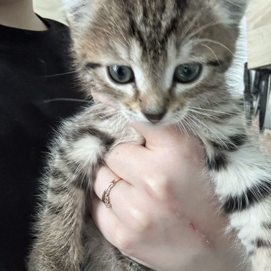 Дворянская