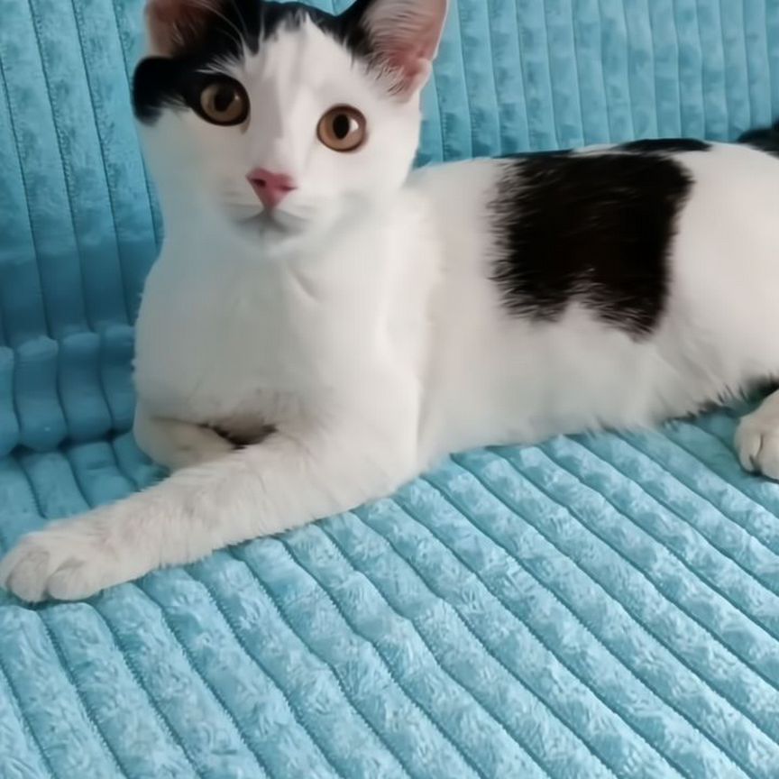 Котёнок в добрые руки