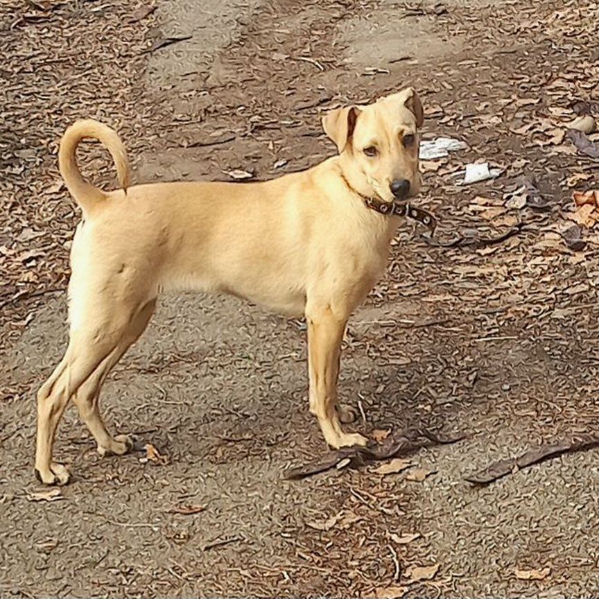 Отдам в добрые руки