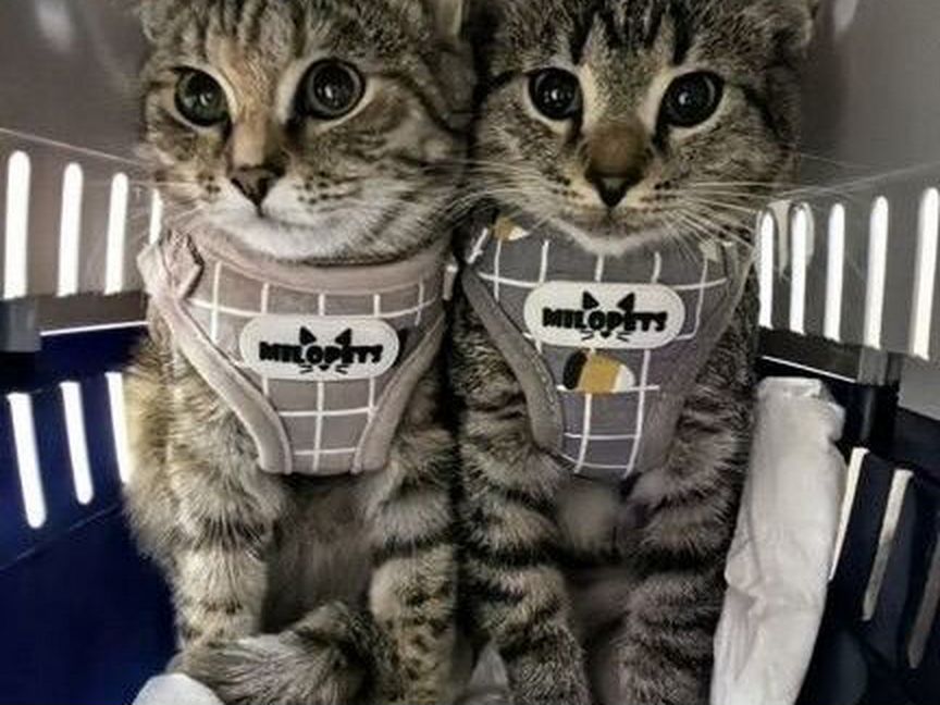 Шлейка с поводком для котят, маленьких собак