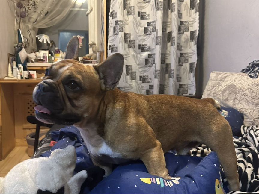 Вязка французского будьдога, бесплатно