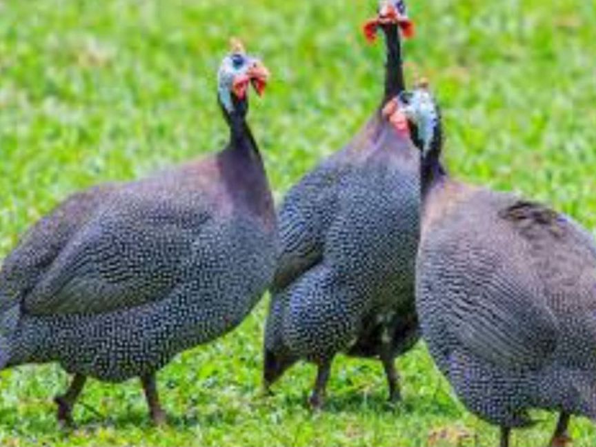 Семья цесарок