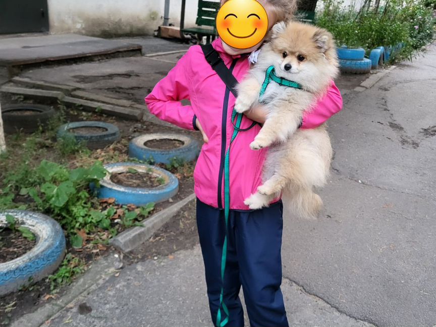 Померанский шпиц