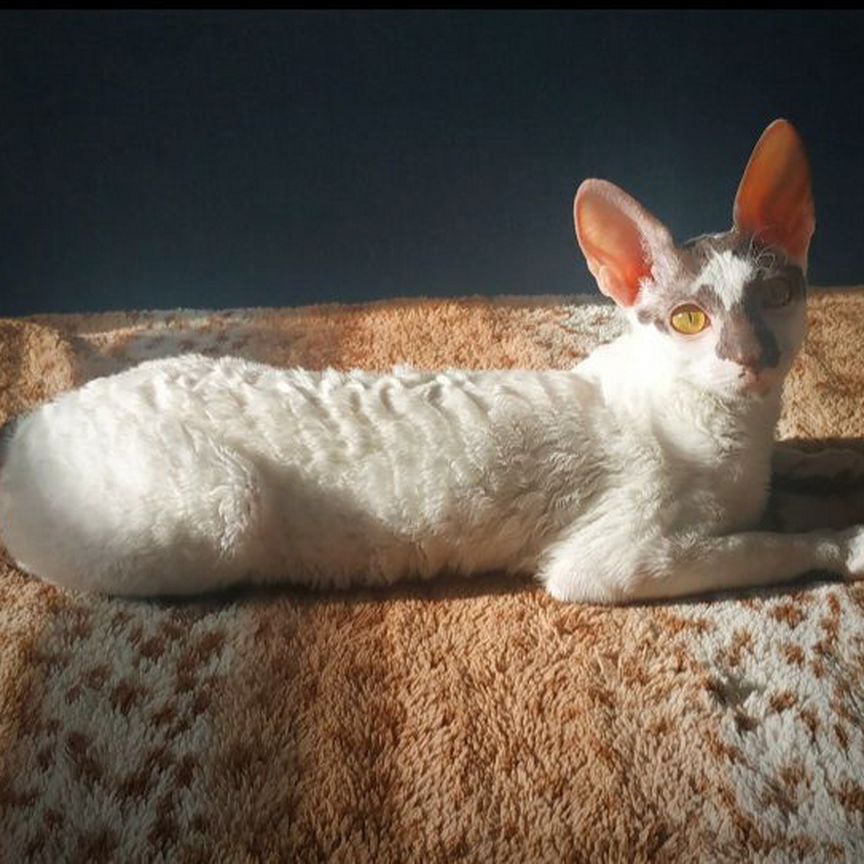 Корниш-рекс