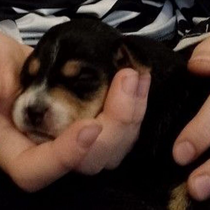 Той-терьер, щенки