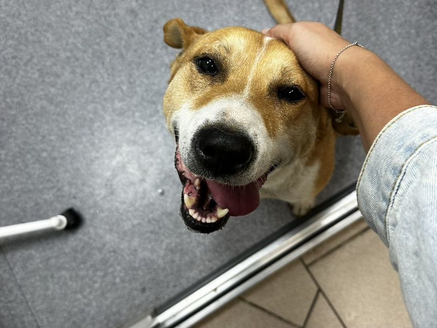 Собака в добрые руки