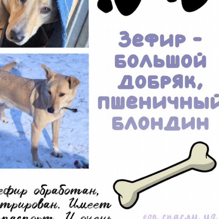 Взрослый пёс в добрые руки