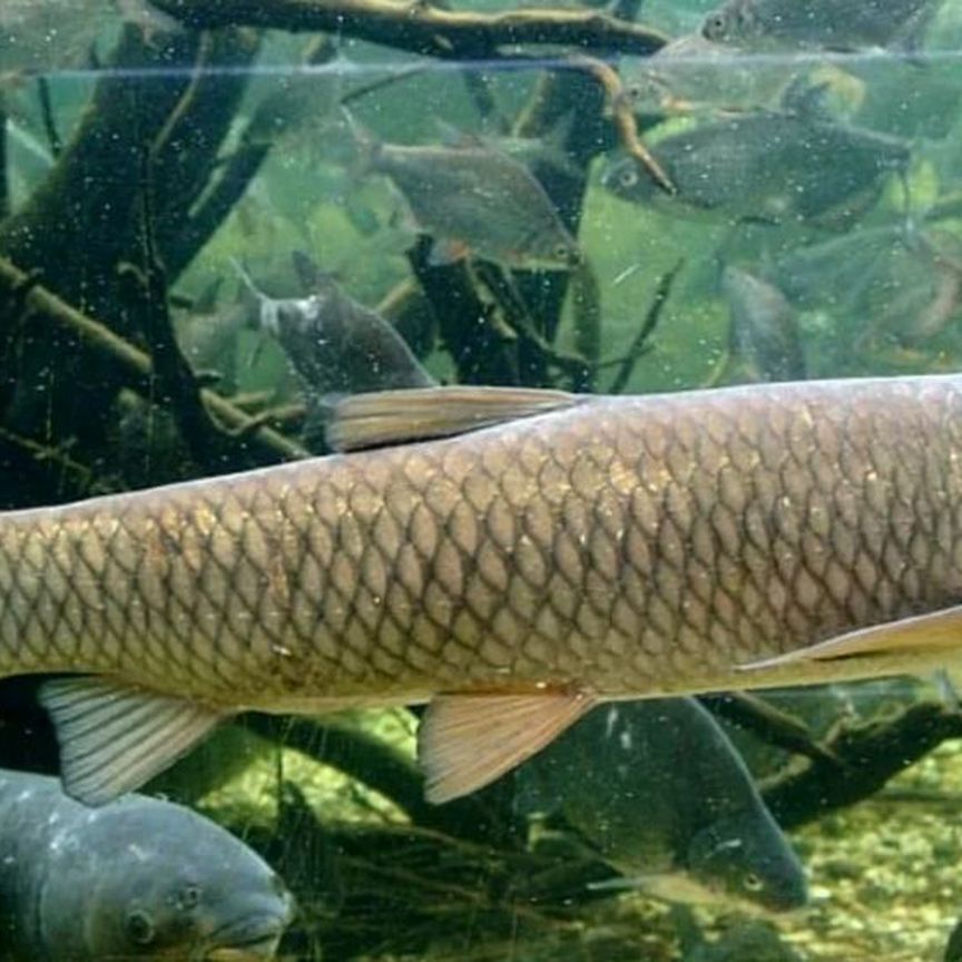 Рыба амур, очищение от водорослей