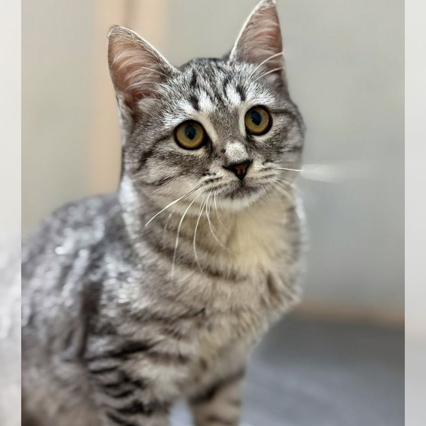 Шотландский прямоухий короткошёрстный котёнок