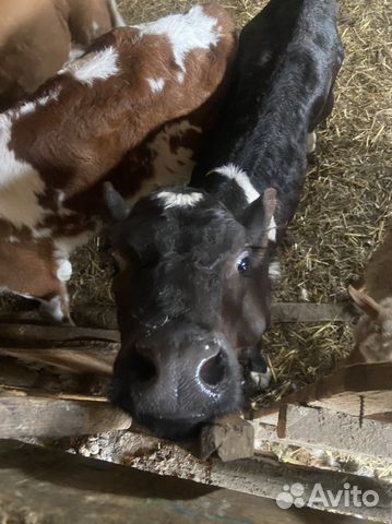 Бычек и тетли