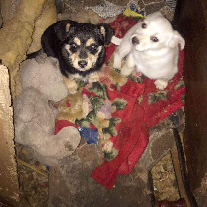 Щенки в добоые руки