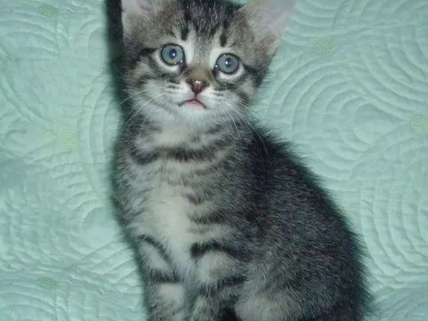 Кошка
