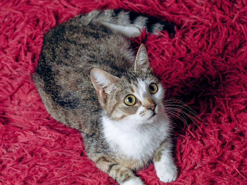 Кошка Зара хочет домой кошка в дар