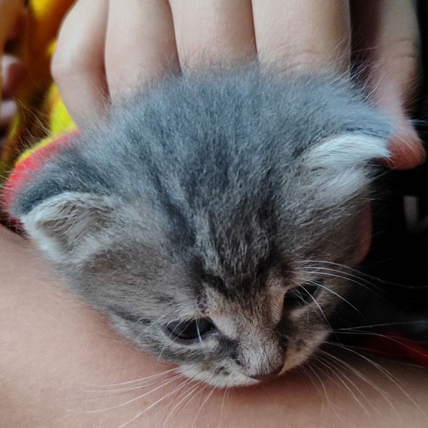 Котята 1 мес