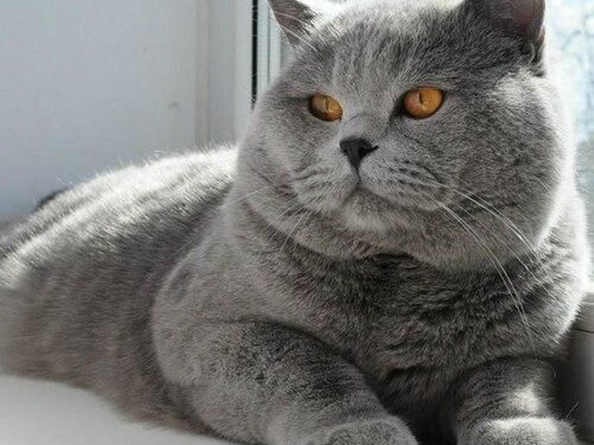 Вязка. Британец с родословной