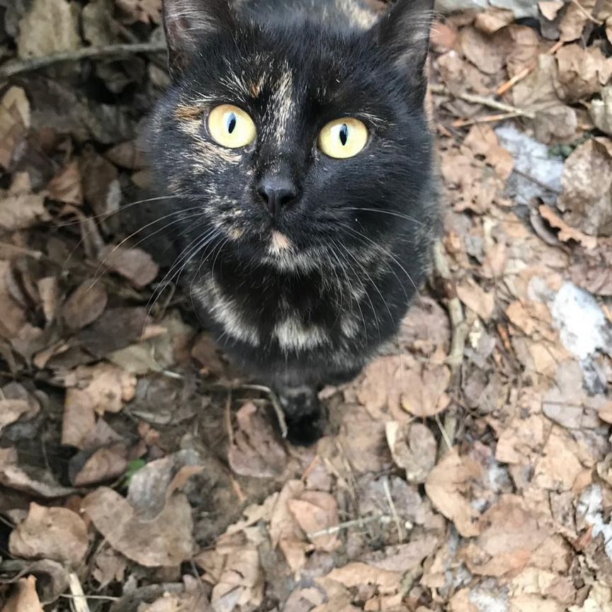 Кошка бездомная в хорошие руки