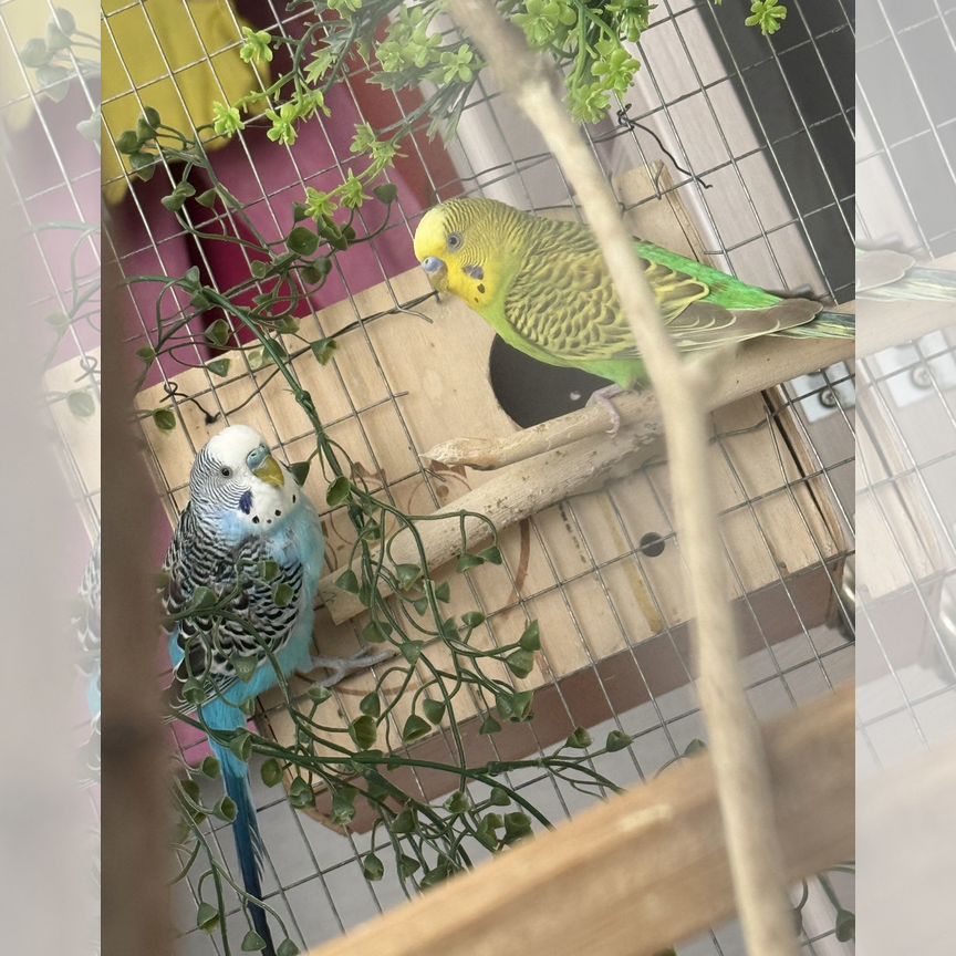 Волнистый попугай