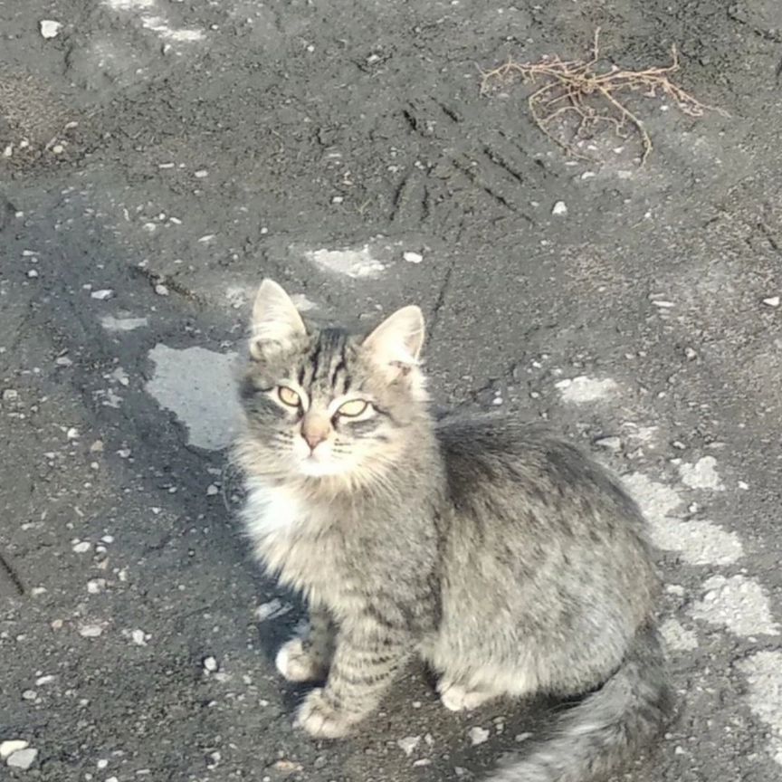 Котенок со склада в добрые руки
