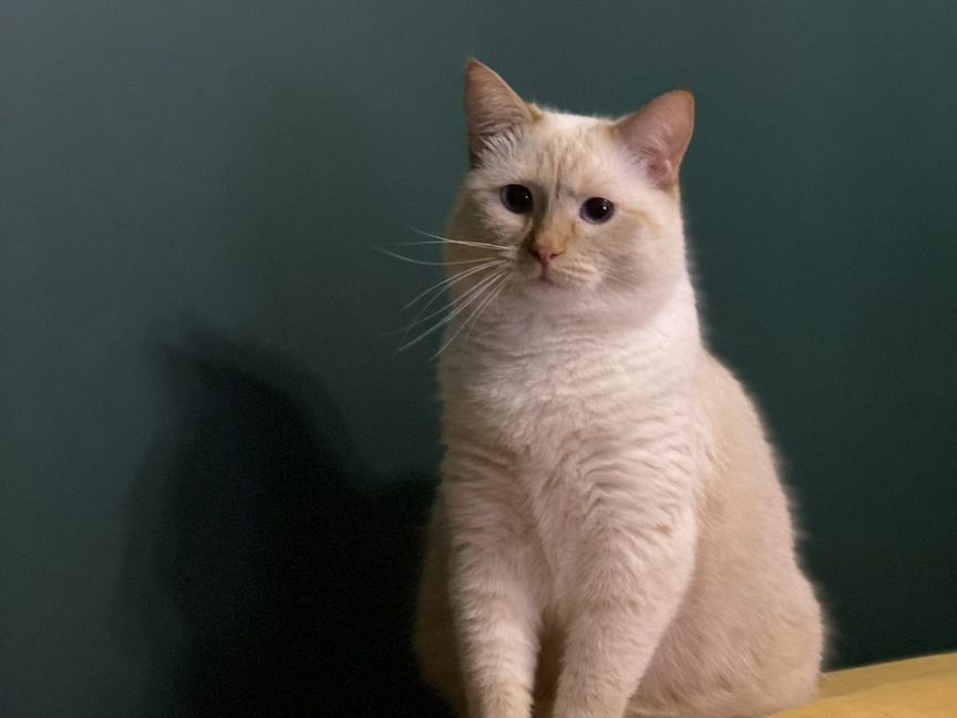 Кошка в дар метис