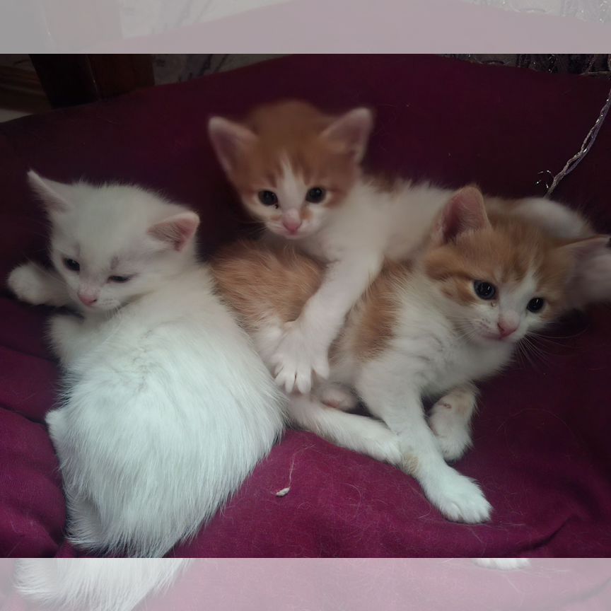 Турецкая ангора котёнок