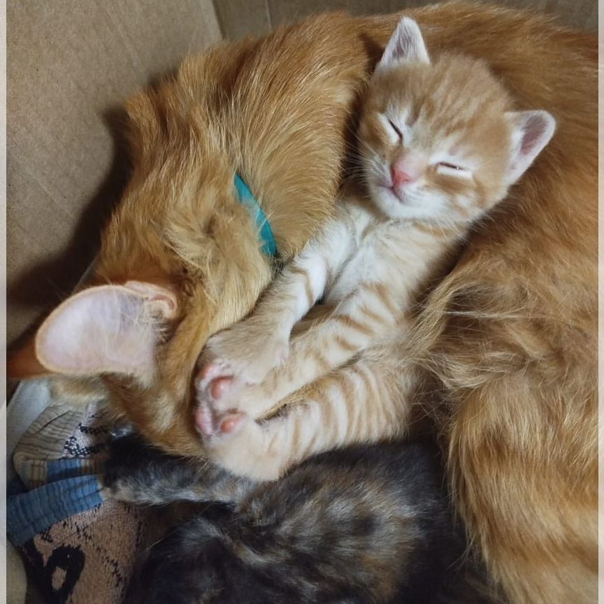 Котята рыжие бесплатно