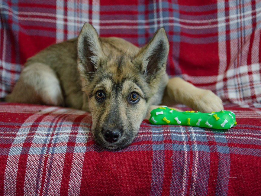 Ляля это щенок для семьи