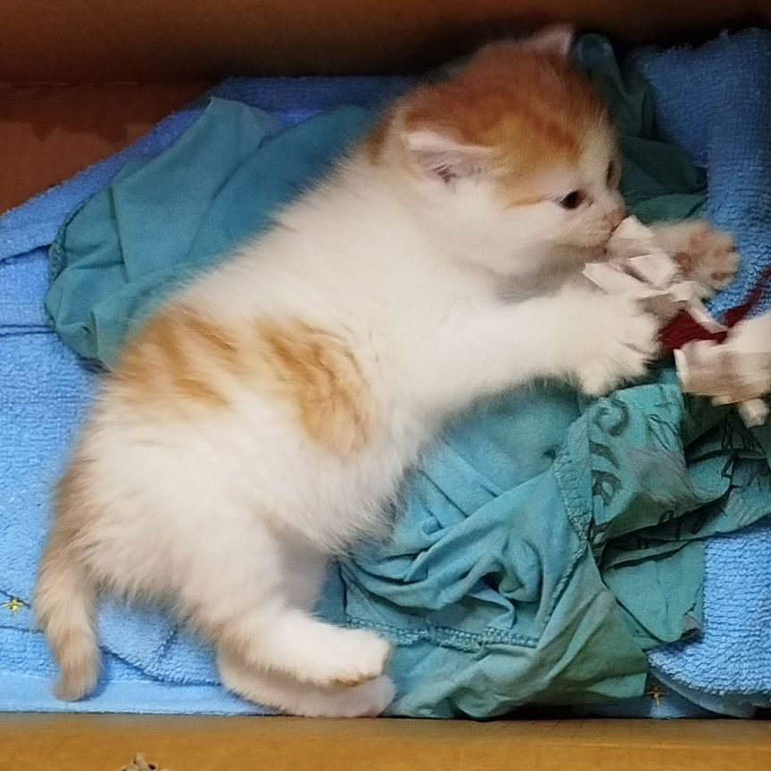 Сибирский котёнок