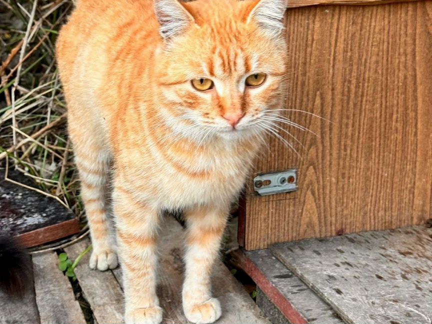 Рыжик котенок мальчик