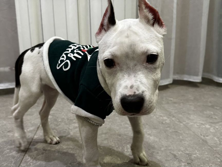 Щенки стаффорда