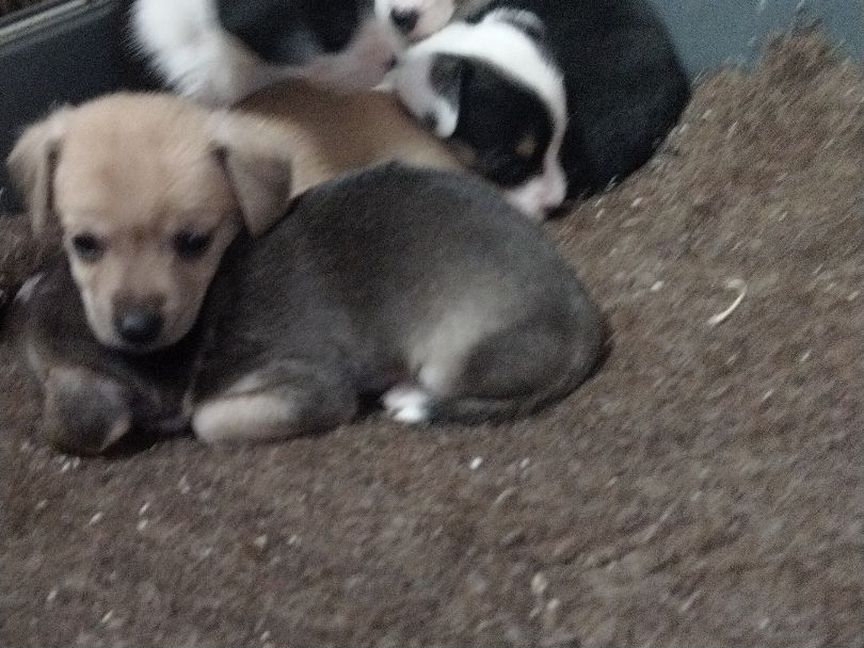 Щенки маленькой собачки