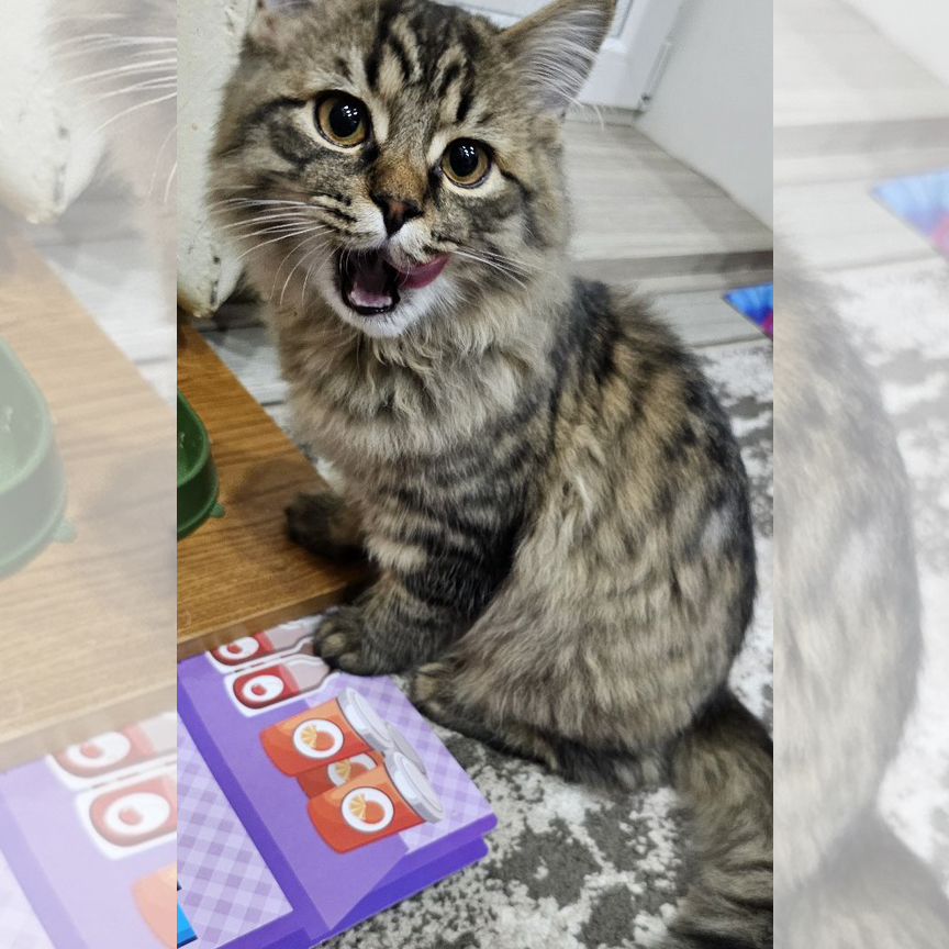 Сибирский котёнок